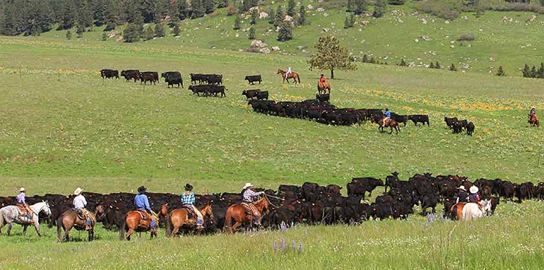 How To Buy A Ranch | Real Estate Investments | Fay Ranches