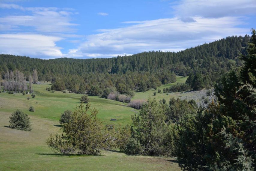 Wilson Timber Tract - Oregon | Fay Ranches