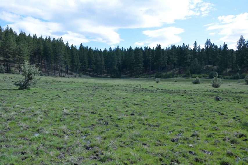 Wilson Timber Tract - Oregon | Fay Ranches