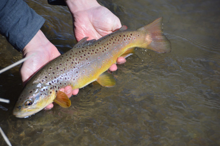 Red Rock River Fishing Retreat - Montana | Fay Ranches