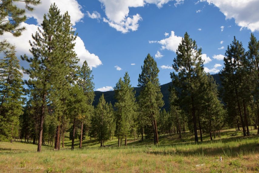Black Bear Ranch - Montana | Fay Ranches