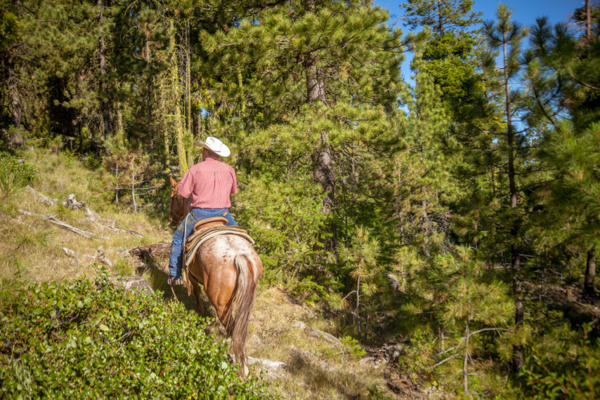 Grizzly Mountain Timberland - Oregon | Fay Ranches