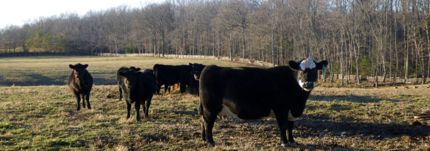 Production Land: Cattle Prices Getting Stronger | Fay Ranches