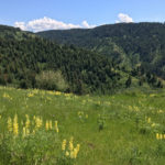 Ranch Properties For Sale | Land Investments | Fay Ranches