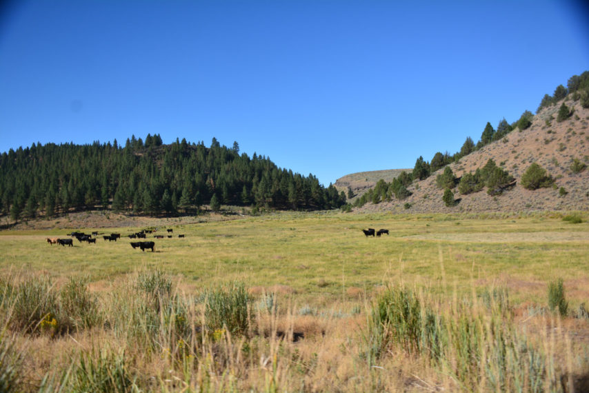Flying S Ranch | World-Class Hunting Oregon | Fay Ranches