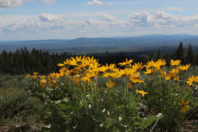 Hicks Team – Fay Ranches LLC | Fay Ranches