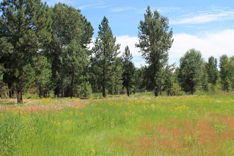 Bitterroot River Valley Ranch | Fay Ranches