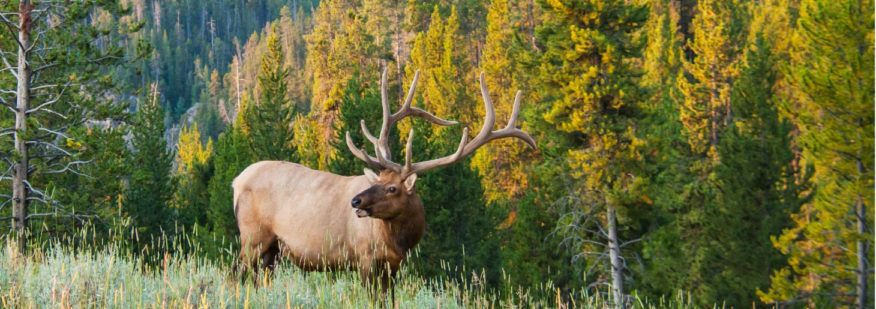 Oregon Offers First-Class Elk Hunting | Fay Ranches