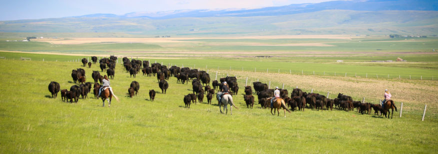 Montana Landscapes | Deep-Rooted Support of Agriculture | Fay Ranches