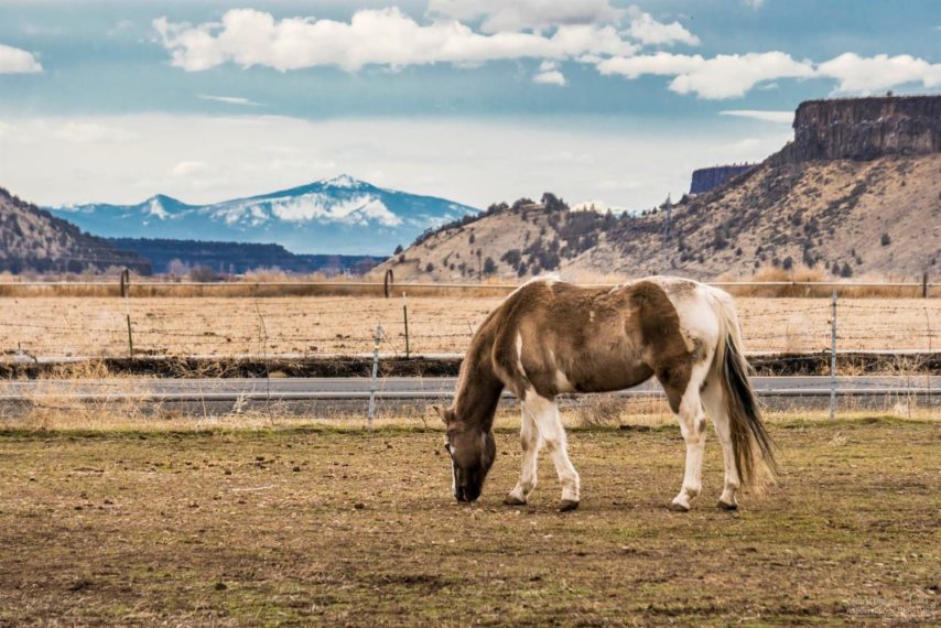 Williams Ranch on the Crooked River | Fay Ranches