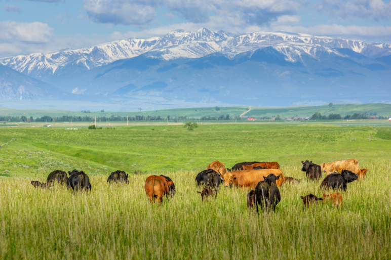 Rockin 99 Ranch | Fay Ranches