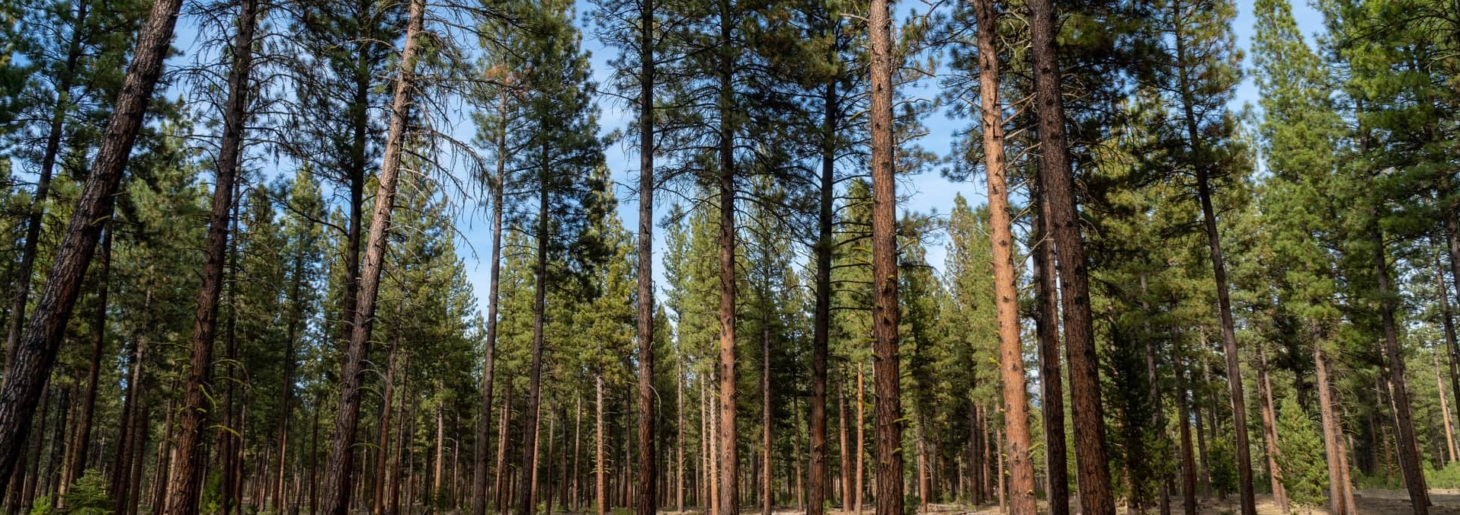 Rural Lands Are Worth More Than You Think! | Fay Ranches