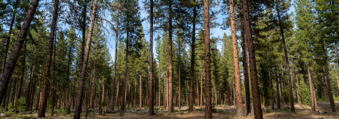 Timberland Properties For Sale | Forest Timber Investments | Fay Ranches