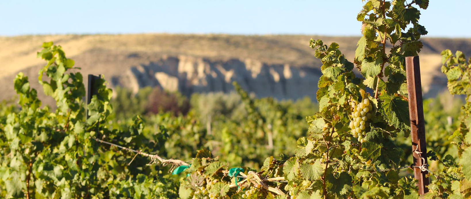 Revival of Idaho’s Wine Country | Fay Ranches