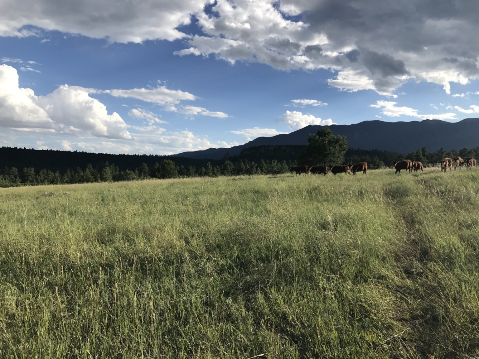 Strawberry Ridge Ranch | Colorado Land For Sale | Fay Ranches