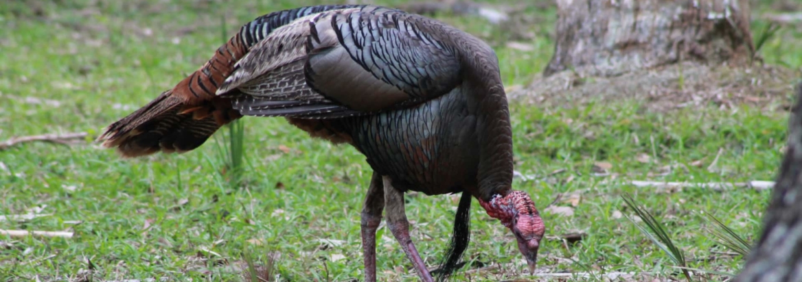 Open Season | The Osceola Gobbler | Fay Ranches