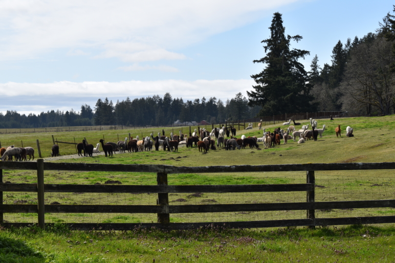 Tenino Equine Center | Tenino Washington | Fay Ranches