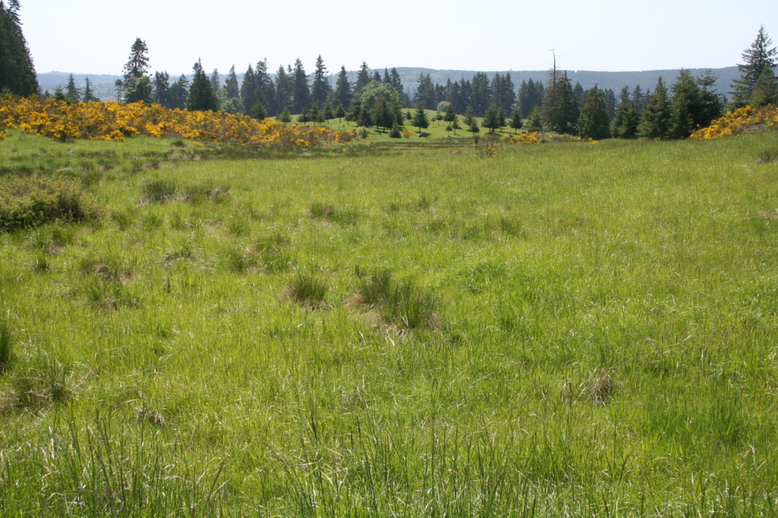 T90 Cattle Ranch | Tenino Washington | Fay Ranches