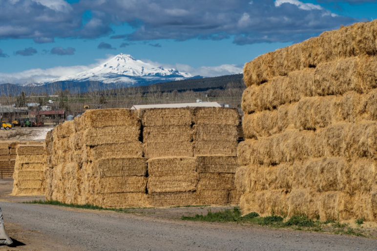 Greens' Feedlot | Madras Oregon Cattle Feedlot | Fay Ranches