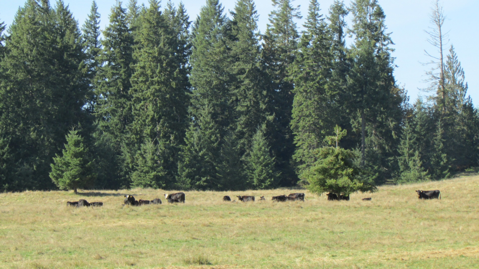 T90 Cattle Ranch | Tenino Washington | Fay Ranches