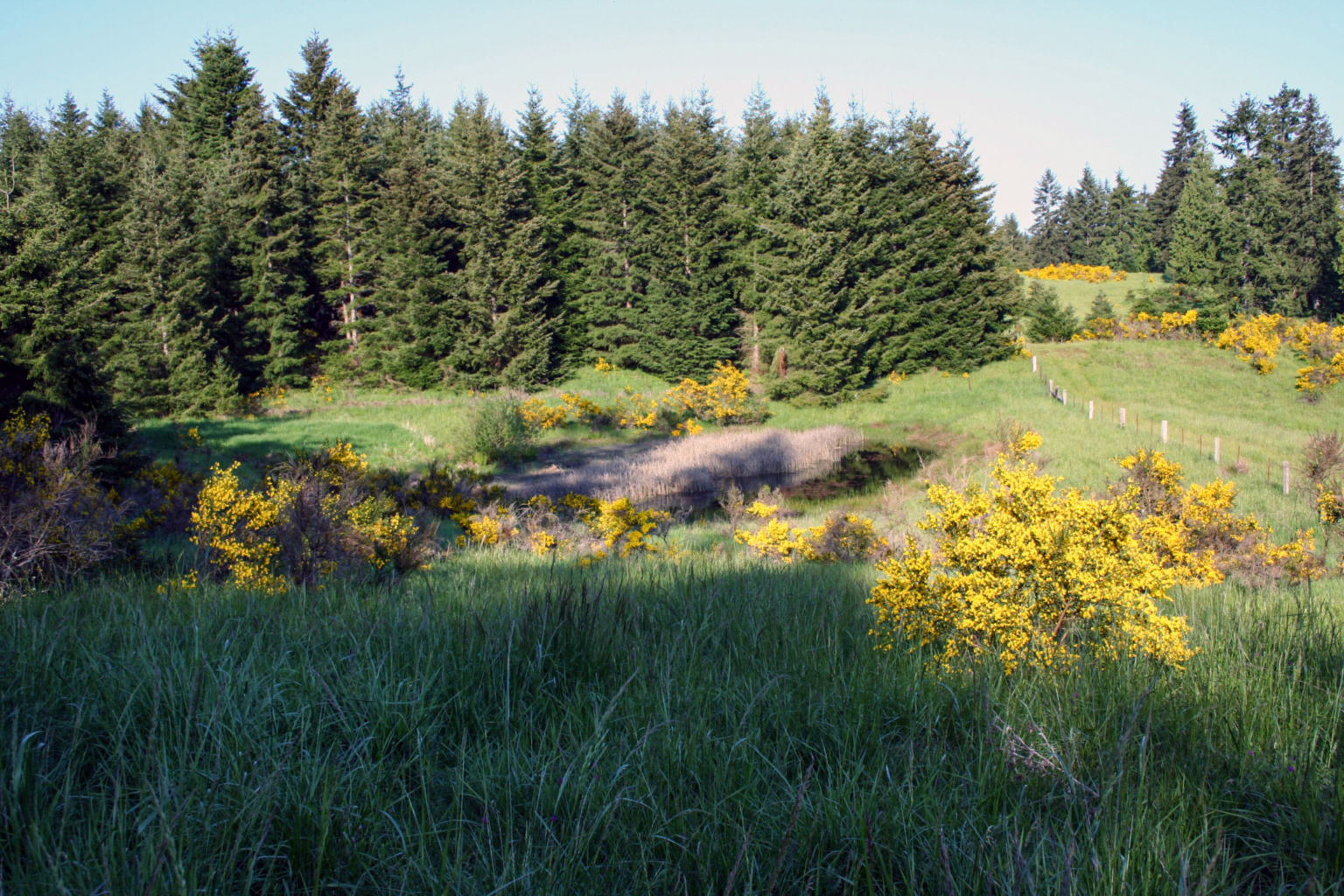 T90 Cattle Ranch | Tenino Washington | Fay Ranches