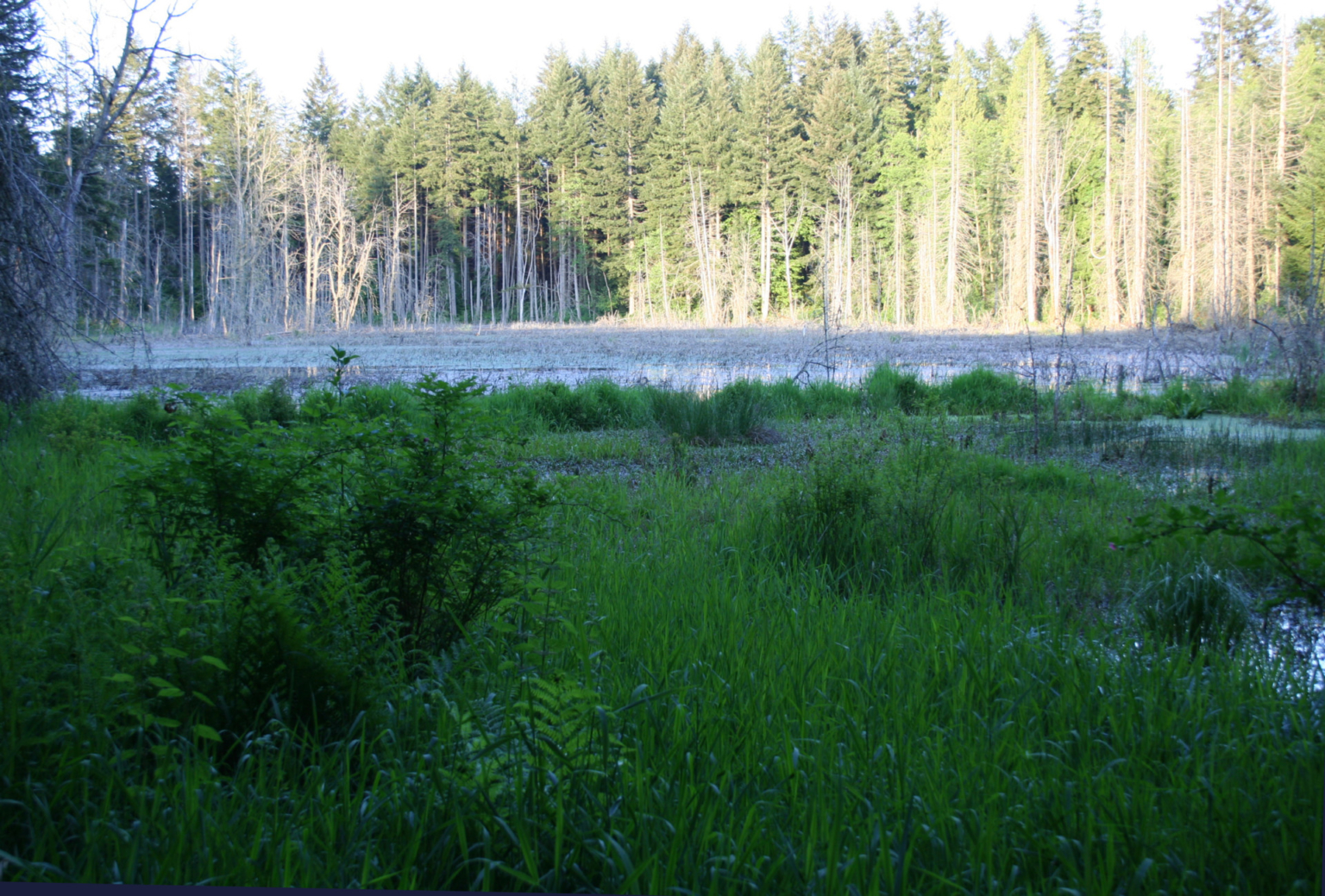 T90 Cattle Ranch | Tenino Washington | Fay Ranches