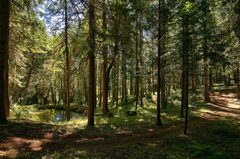 Thunder Ranch | Oakridge Oregon Timberland | Fay Ranches