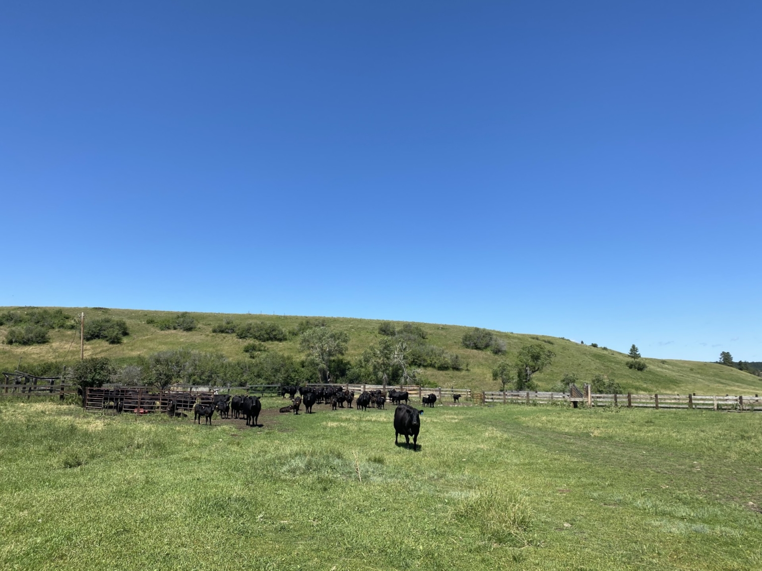 Blacktail Creek Ranch | Grass Range Montana | Fay Ranches