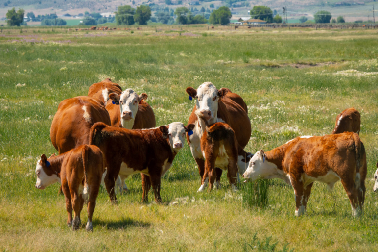 Chandler Hereford Ranch | Oregon Cattle Ranch | Fay Ranches