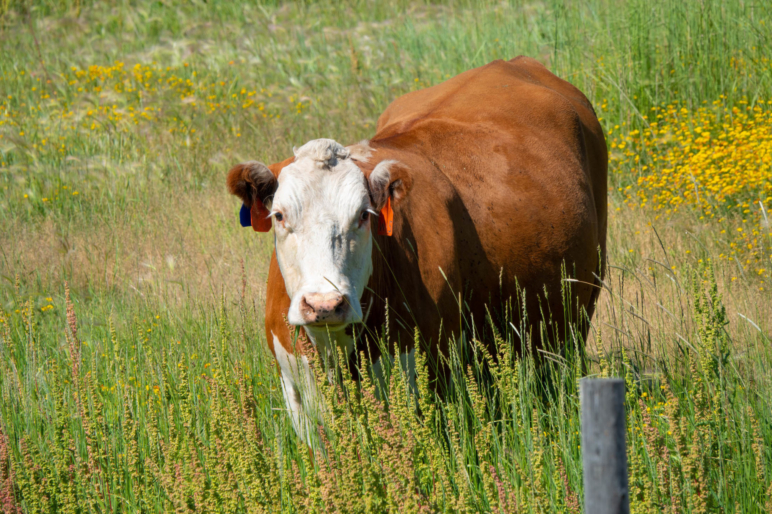 Chandler Hereford Ranch | Oregon Cattle Ranch | Fay Ranches
