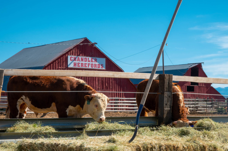 Chandler Hereford Ranch | Oregon Cattle Ranch | Fay Ranches