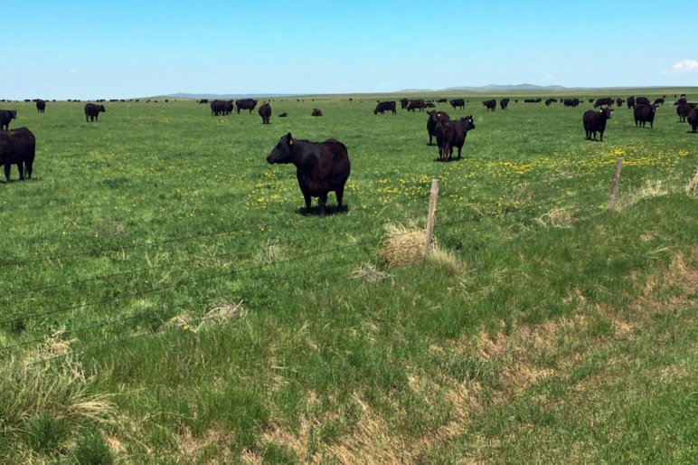 Brokering the Finest Ranches and Land For Sale from Coast to Coast