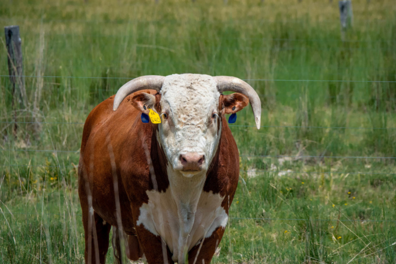 Chandler Hereford Ranch - North Unit | Oregon | Fay Ranches