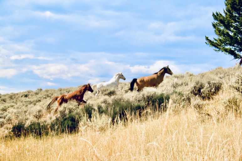 Pishkun Crazy Mountain Ranch | Montana Hunting Ranch | Fay Ranches