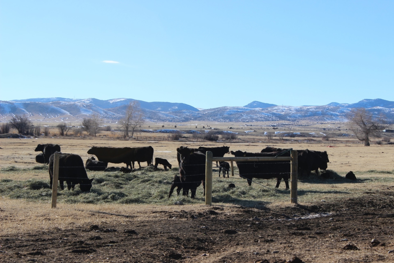 Crow Creek Valley Hay and Cattle Ranch | Toston Montana | Fay Ranches