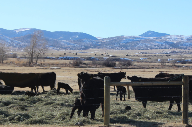 Kimberly Lowry | Montana Real Estate Broker | Fay Ranches