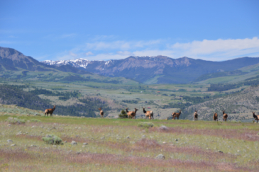 Deer Elk Hunting Properties For Sale | Big Game Ranches | Fay Ranches