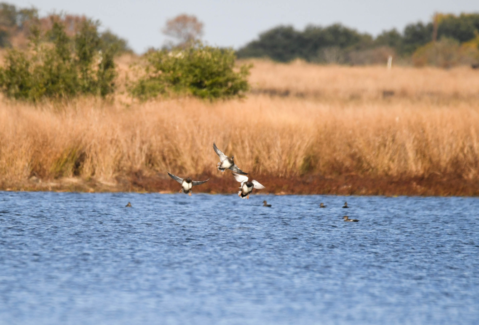 Lakes of Gibbons Creek | Republic Ranches Texas Property