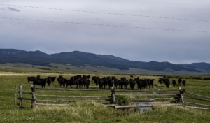 Arrow Ranch | Wisdom Montana | Fay Ranches