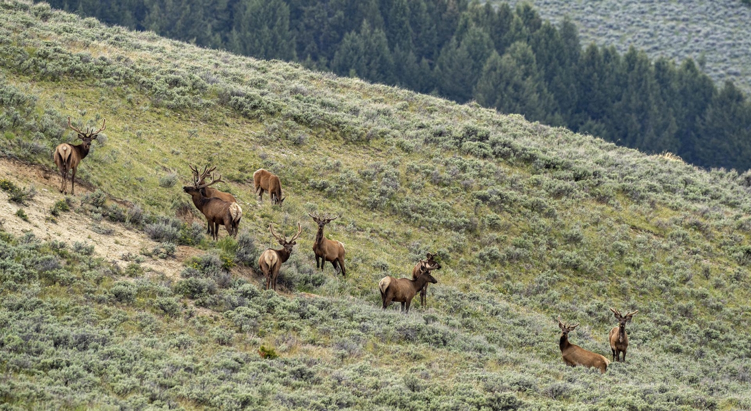 Arrow Ranch | Wisdom Montana | Fay Ranches