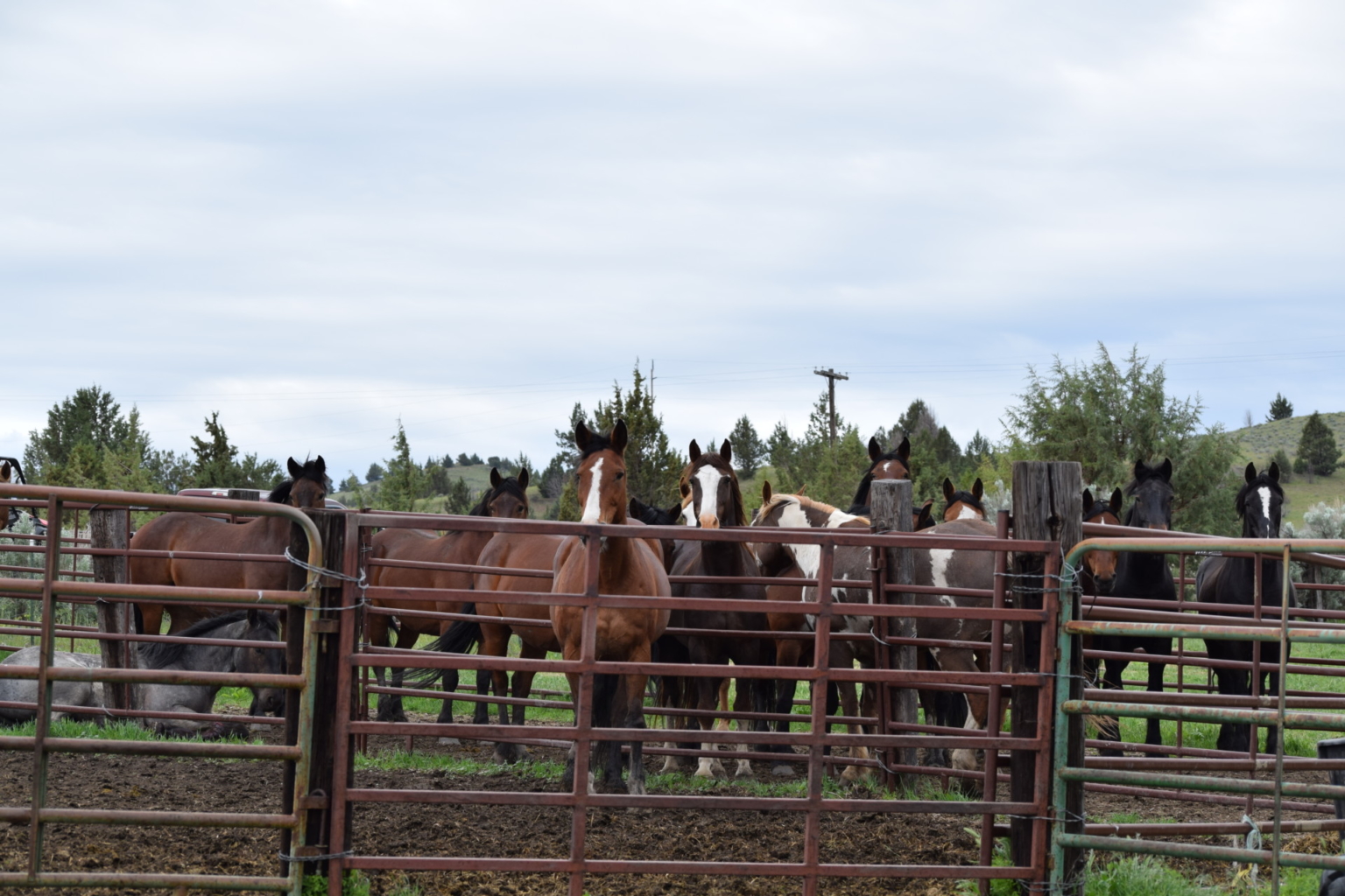 John Day River Ranch | Oregon Cattle Property | Fay Ranches