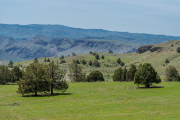 John Day River Ranch | Oregon Cattle Property | Fay Ranches