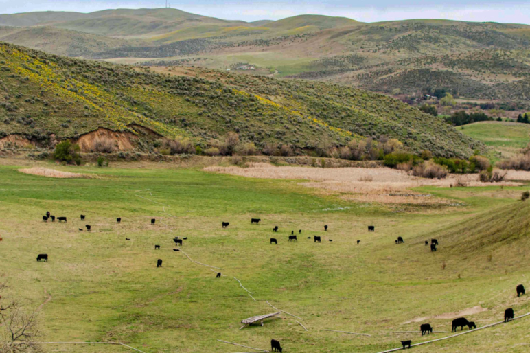 Dixie Barry | Idaho Oregon Farm and Ranch Sales | Fay Ranches