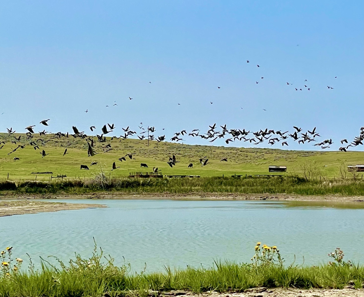 Montana’s T-Rex Ranch | Cattle & Hunting Property | Fay Ranches