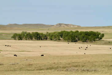 Montana’s T-Rex Ranch | Cattle & Hunting Property | Fay Ranches