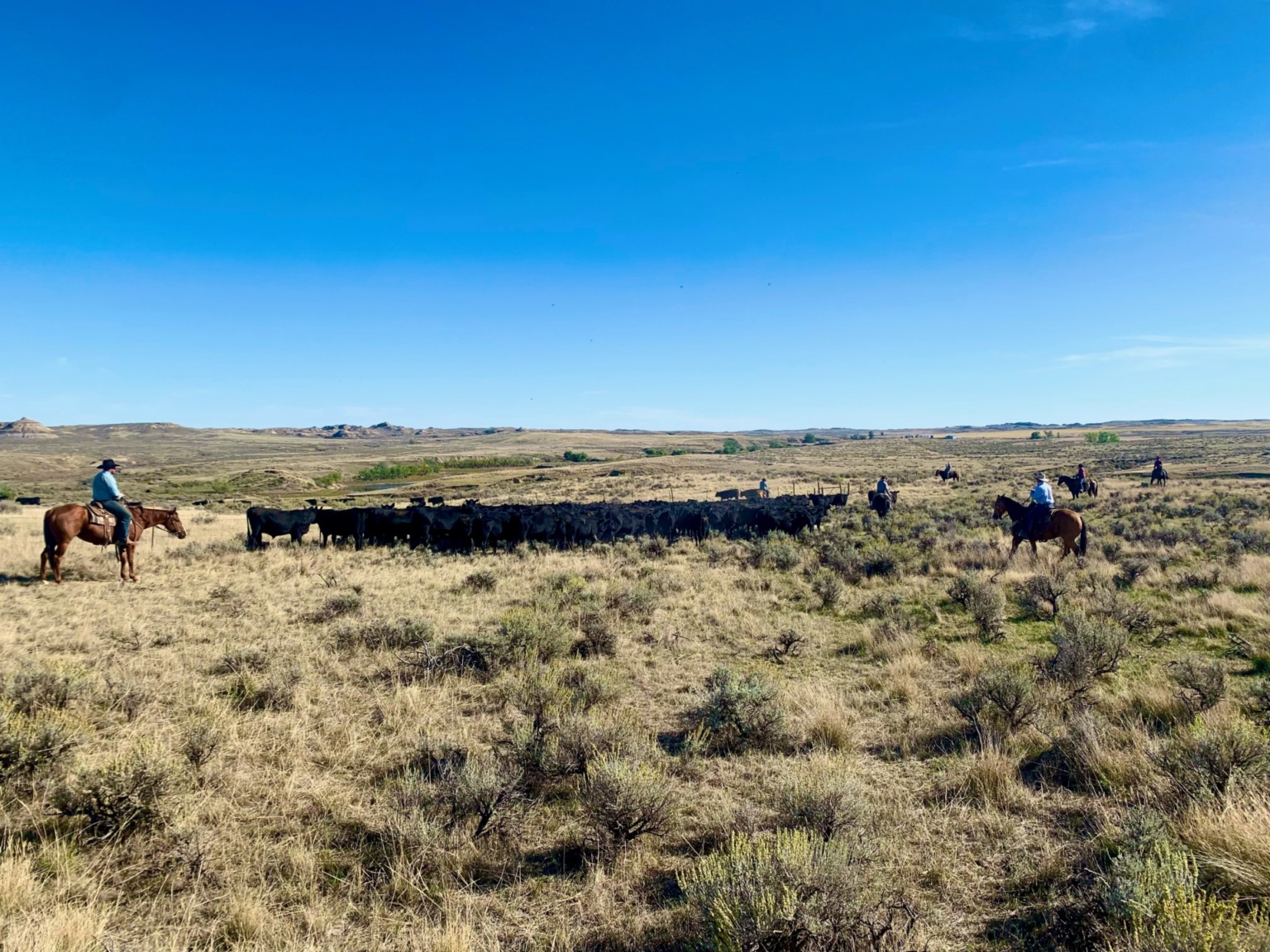 Montana’s T-Rex Ranch | Cattle & Hunting Property | Fay Ranches