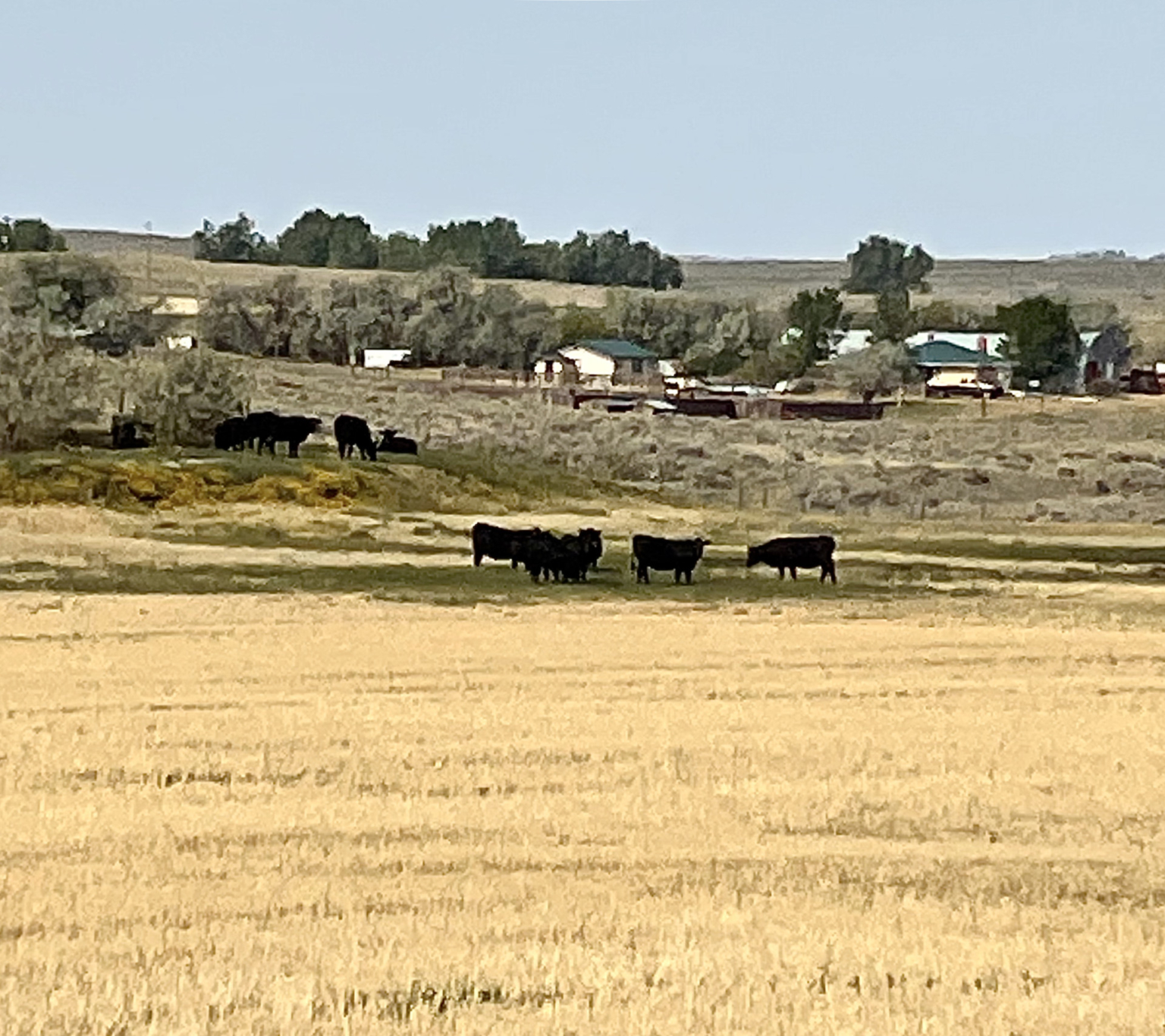 Montana’s T-Rex Ranch | Cattle & Hunting Property | Fay Ranches