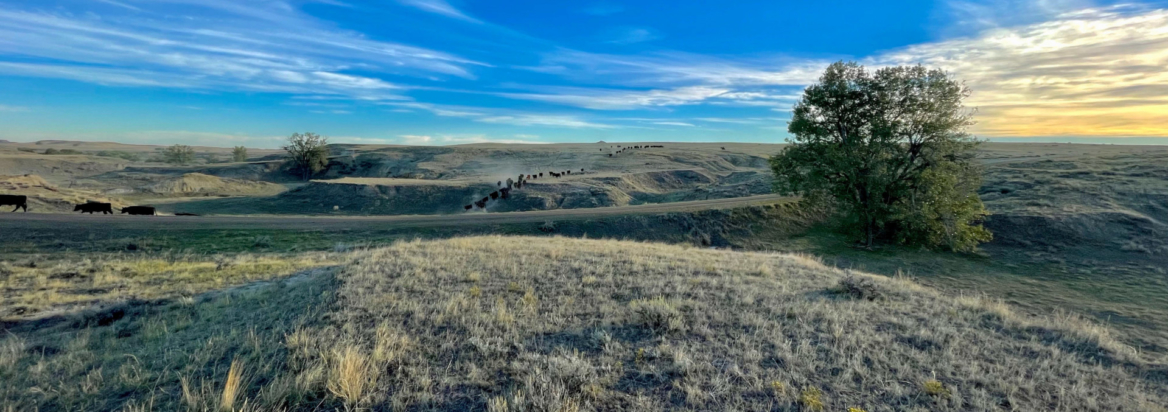 Montana’s T-Rex Ranch | Cattle & Hunting Property | Fay Ranches