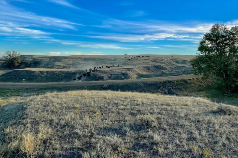 North Fork Ranch | Montana Hunting Property For Sale | Fay Ranches