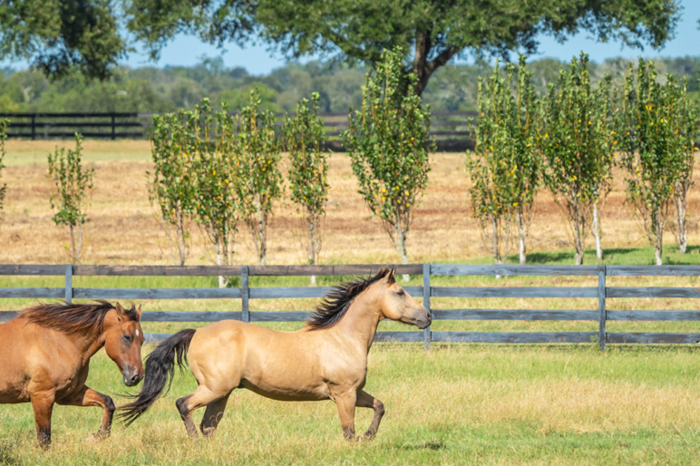 Ranch Properties For Sale | Land Investments | Fay Ranches